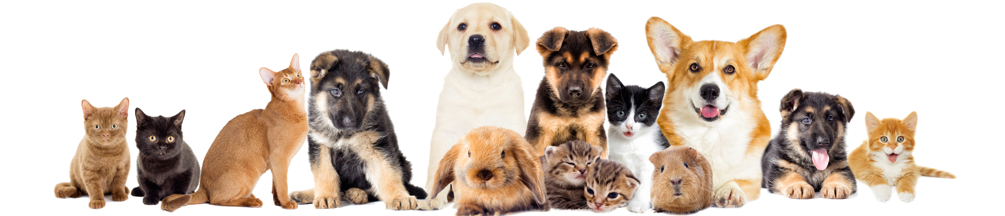 SEO-Optimierung & Webauftritt für Tierexperten | .brandcom